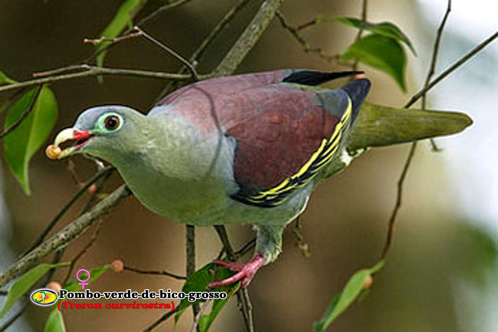ORNITOLOGIA: Pombo-verde-de-bico-grosso (Treron curvirostra)